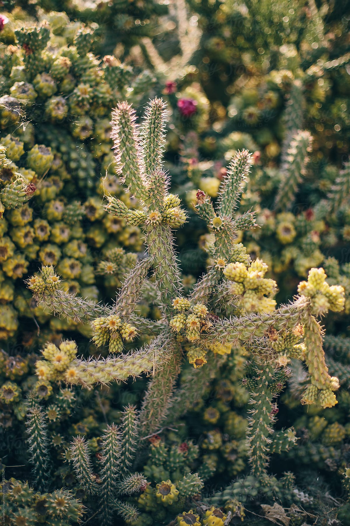"Backlit Cactus" by Stocksy Contributor "Jayme Burrows" - Stocksy