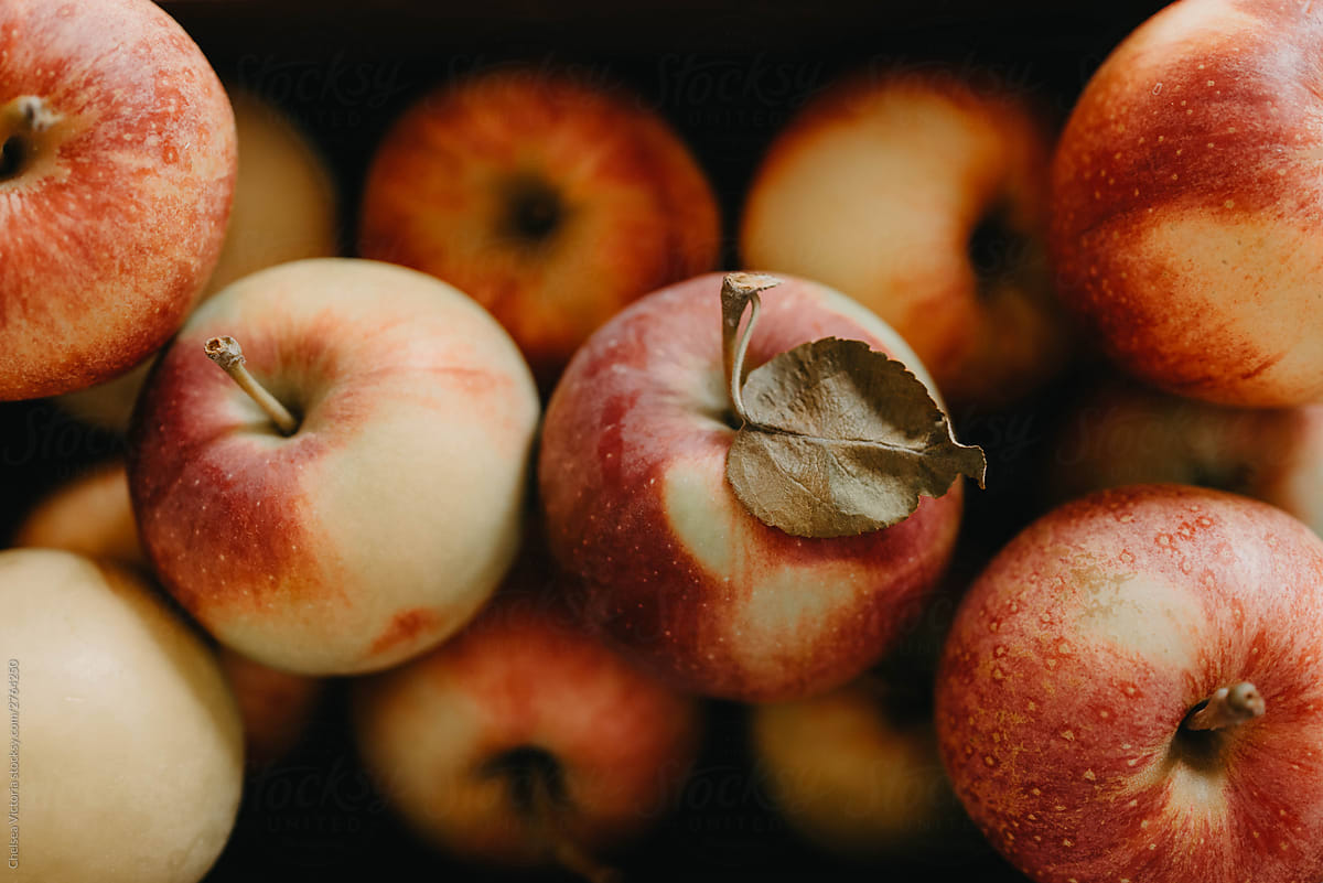 "Fresh Picked Apples" by Stocksy Contributor "Chelsea Victoria" - Stocksy
