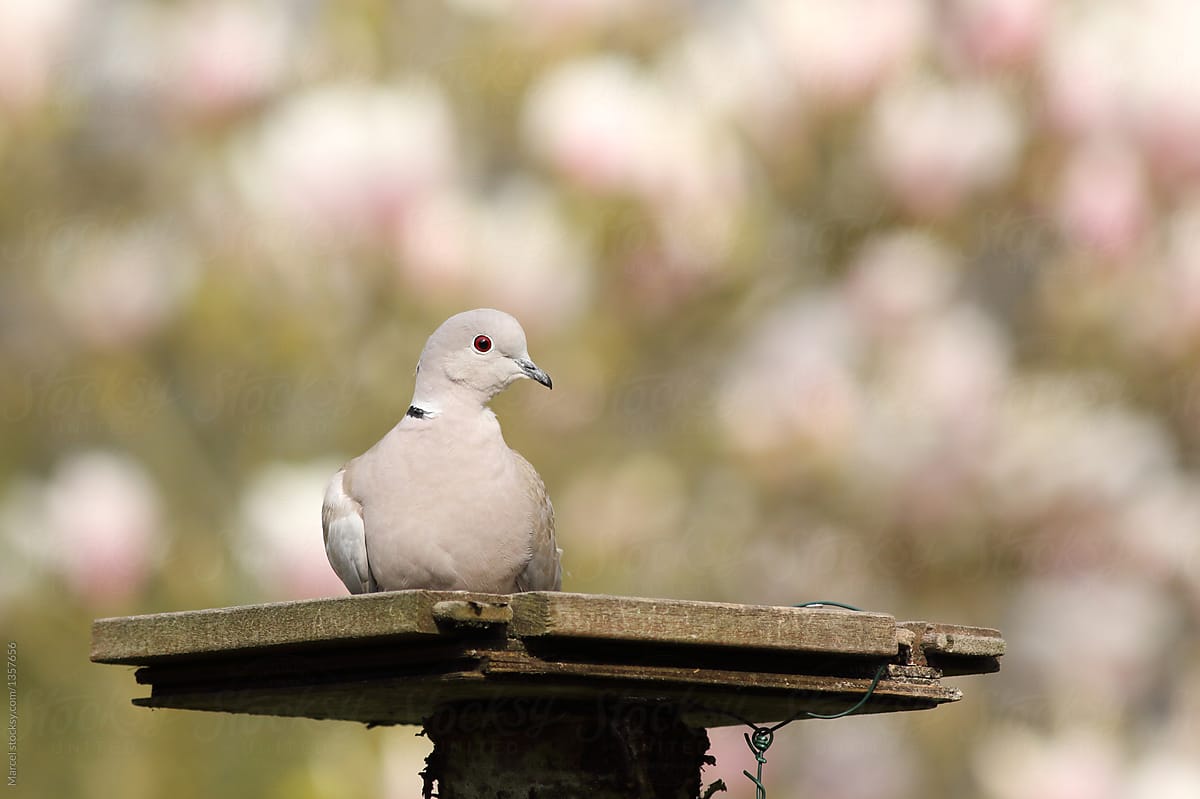 "Collared Dove On A Birdfeeder Platform" by Stocksy Contributor "Marcel ...