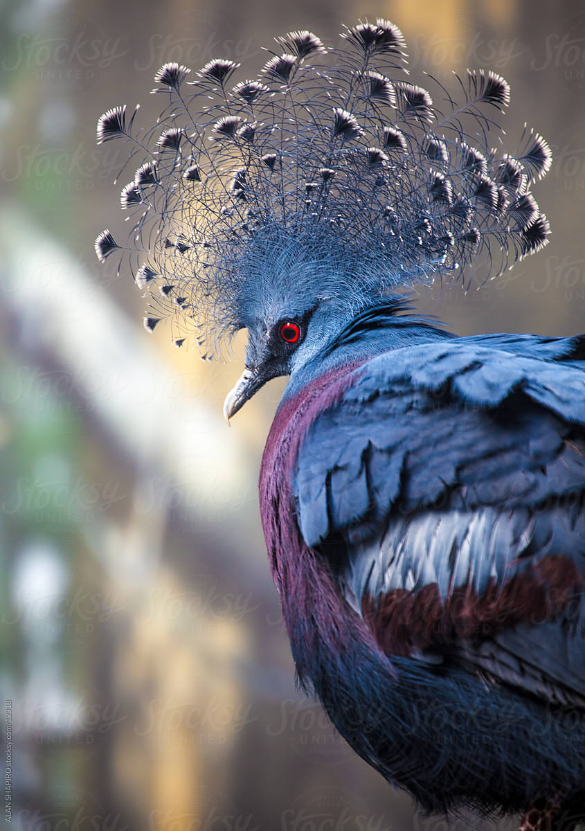 "Pigeon With A New Hairdo" by Stocksy Contributor "ALAN SHAPIRO" - Stocksy