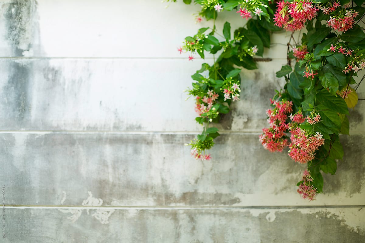 "Beautiful Flowers And Old Rustic Wall" by Stocksy Contributor "Jovo ...