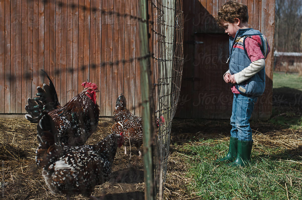 "Boy And Chickens" by Stocksy Contributor "Ali Deck" - Stocksy