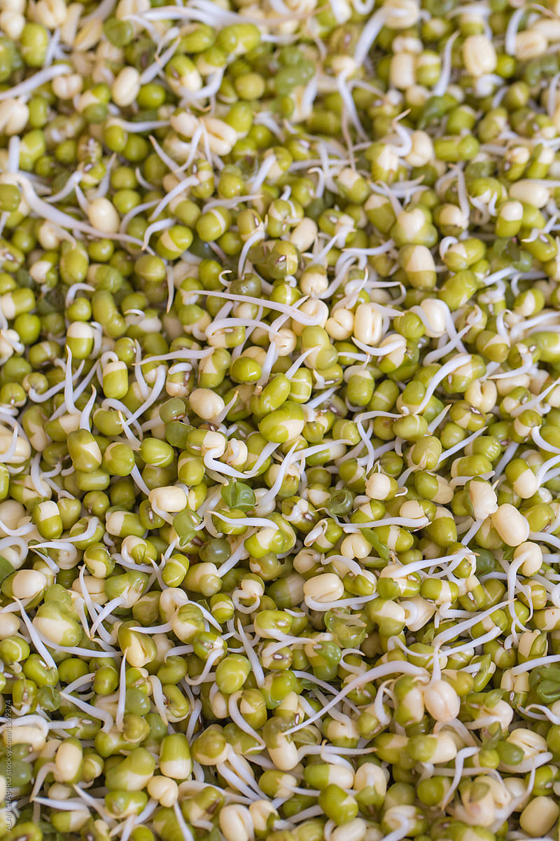 "Pea Sprouts" by Stocksy Contributor "ALAN SHAPIRO" - Stocksy