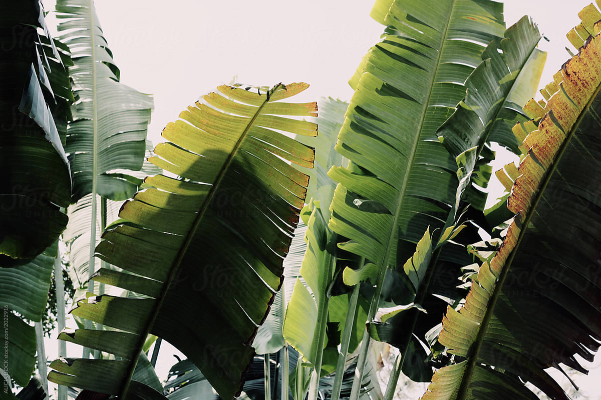 "Large Banana Plant Fronds In The Warm Summer Sun" by Stocksy ...