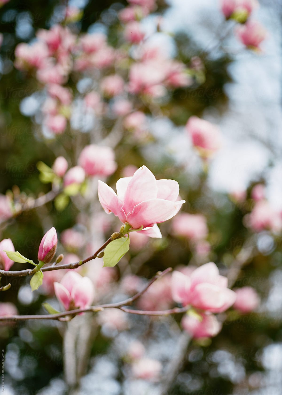 "Magnolia In Blossom" by Stocksy Contributor "Amor Burakova" - Stocksy