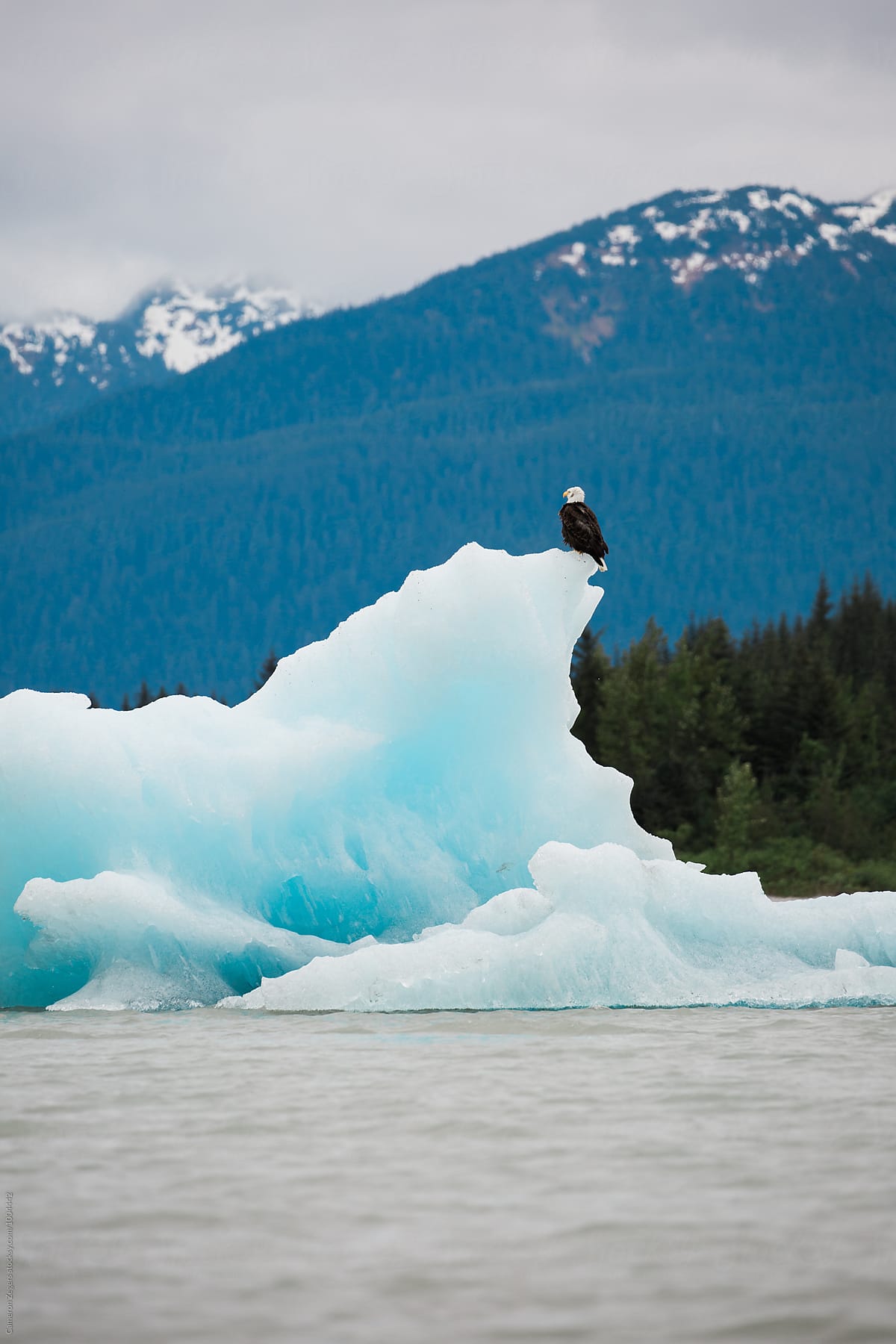 "Bald Eagle Perched On Glacial Iceberg In SE Alaska" by Stocksy ...