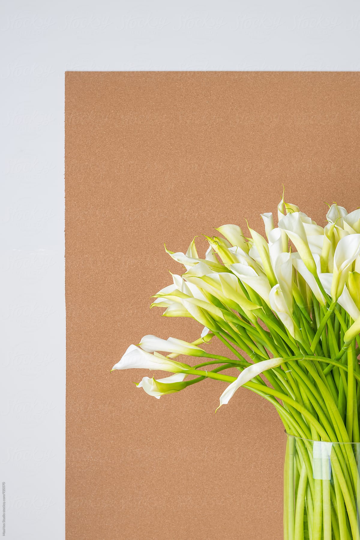 "Callas Flower" by Stocksy Contributor "MaaHoo" - Stocksy