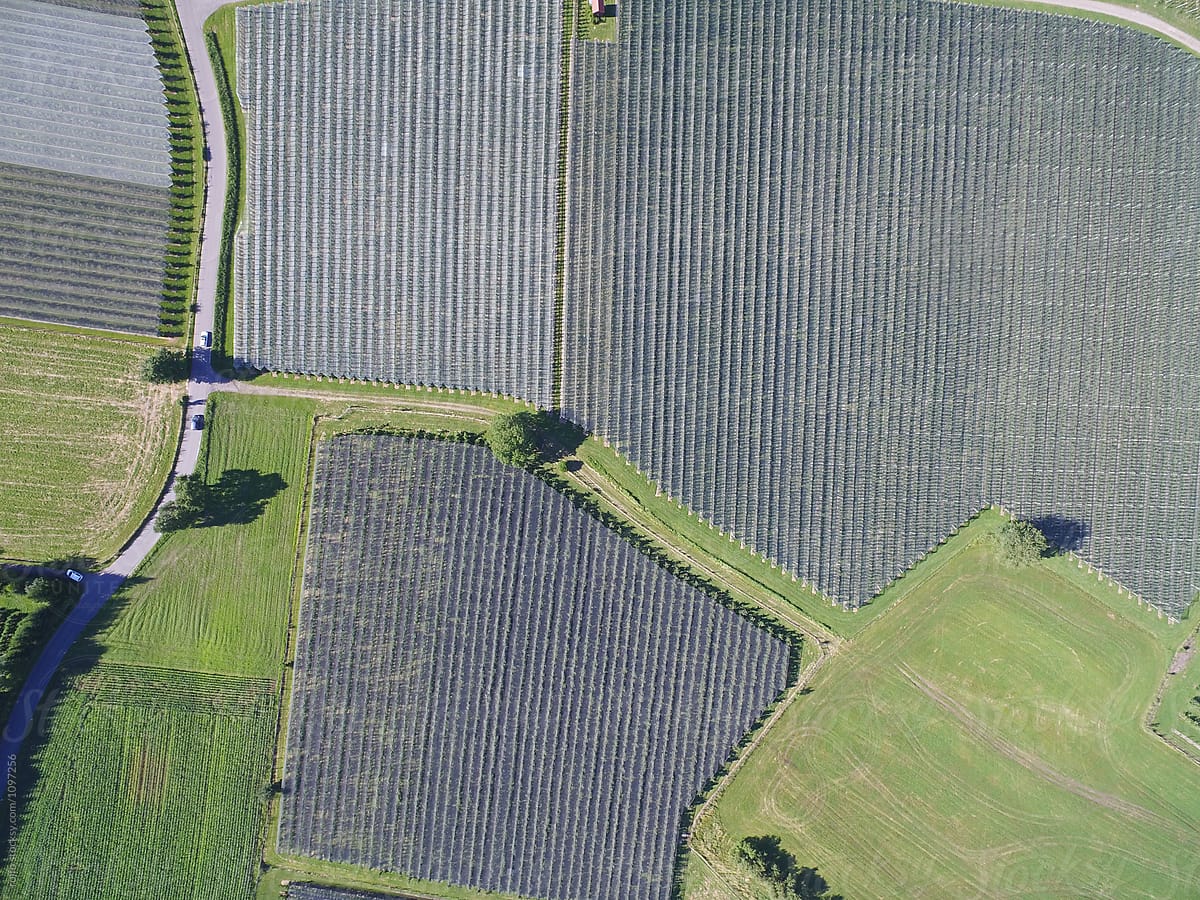 "Above View Of Apple Orchards Plantations" by Stocksy Contributor ...