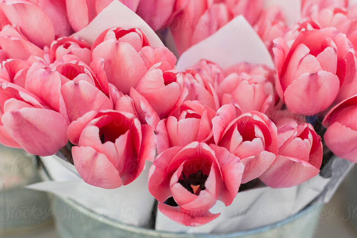 "Tulip Bouquets" by Stocksy Contributor "Kristin Duvall" - Stocksy