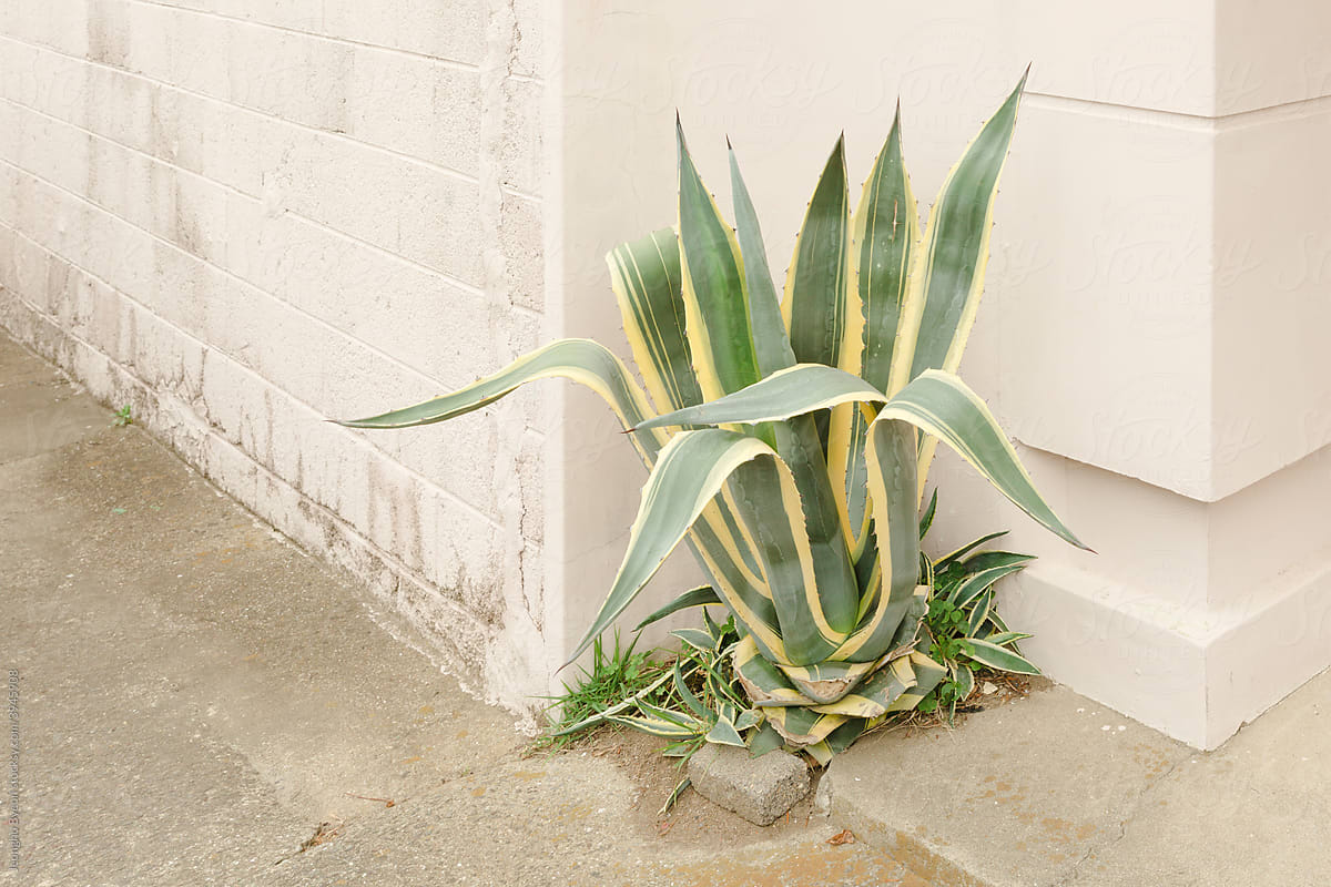 "Agave Growing On The Corner Of The Fence" by Stocksy Contributor ...