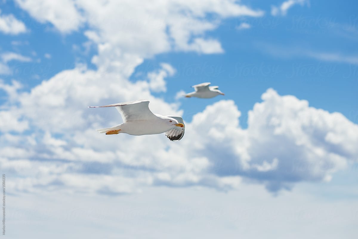 "Seagulls Flying Near Ferry Boat" by Stocksy Contributor "Marko" - Stocksy