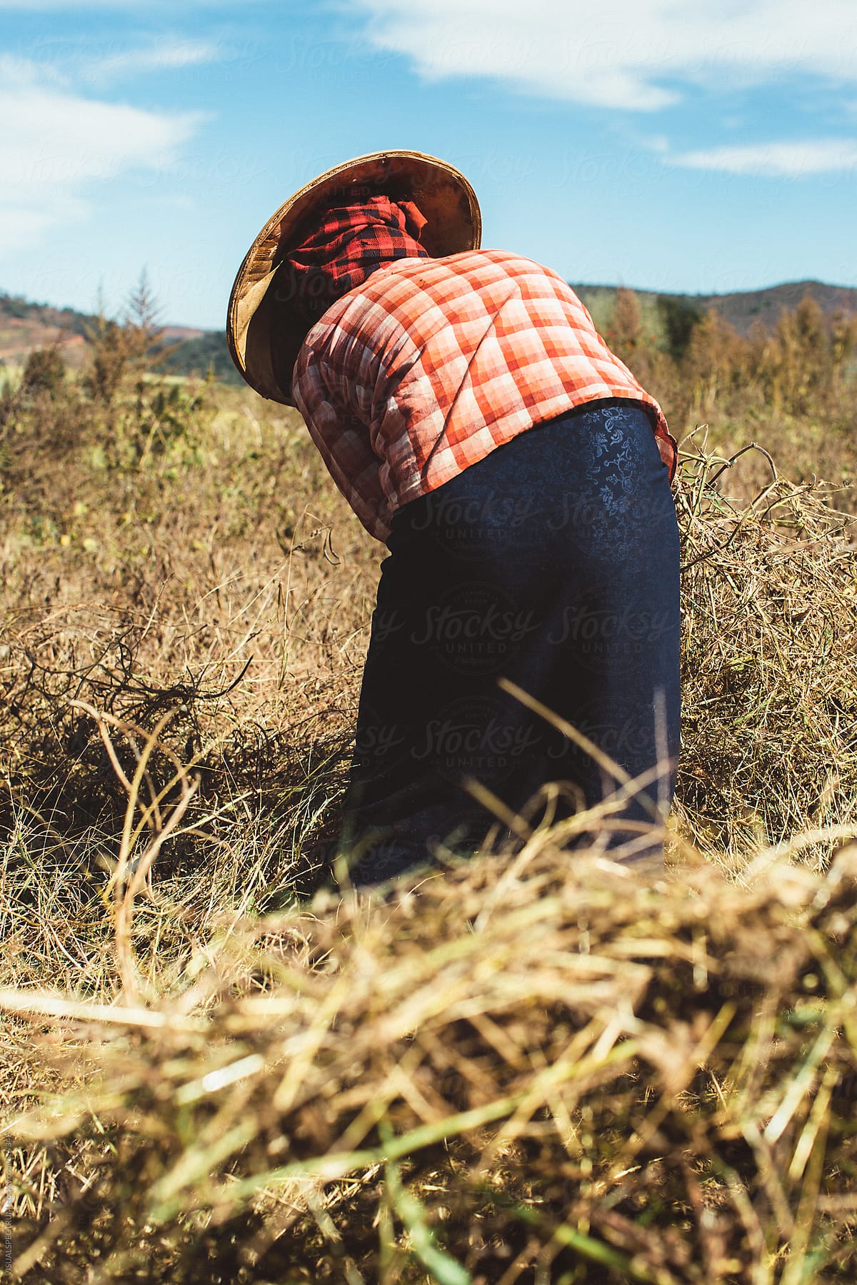"Female Burmese Farmer Working In Mung Bean Field On Sunny Day" by ...