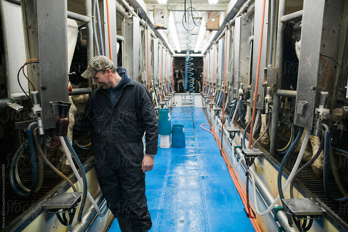 "Dairy Farm Checking Machinery In Milking Area" by Stocksy Contributor ...