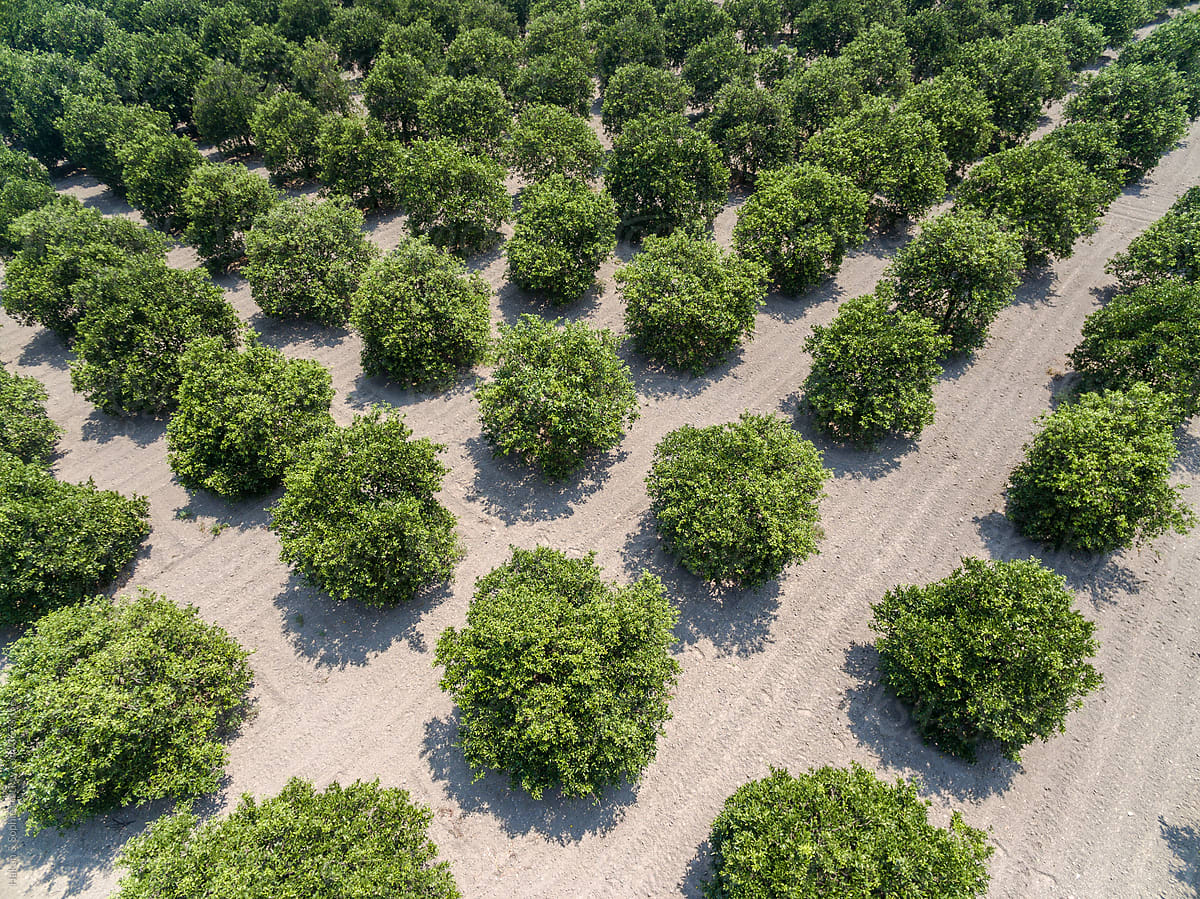 "Orange Trees In Geometrical View Of Monoculture Farming" by Stocksy ...