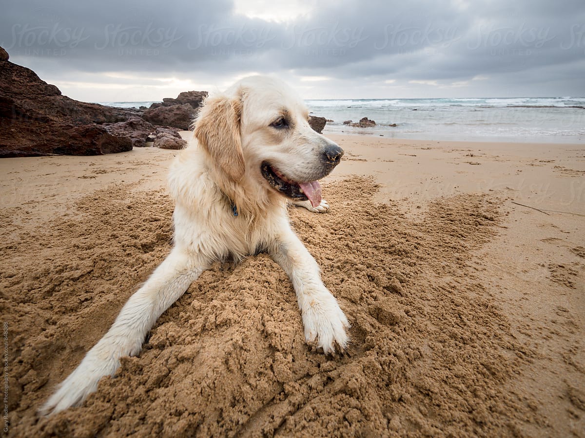 "Golden Retriever Laying In Sand On Beach" by Stocksy Contributor "Gary ...