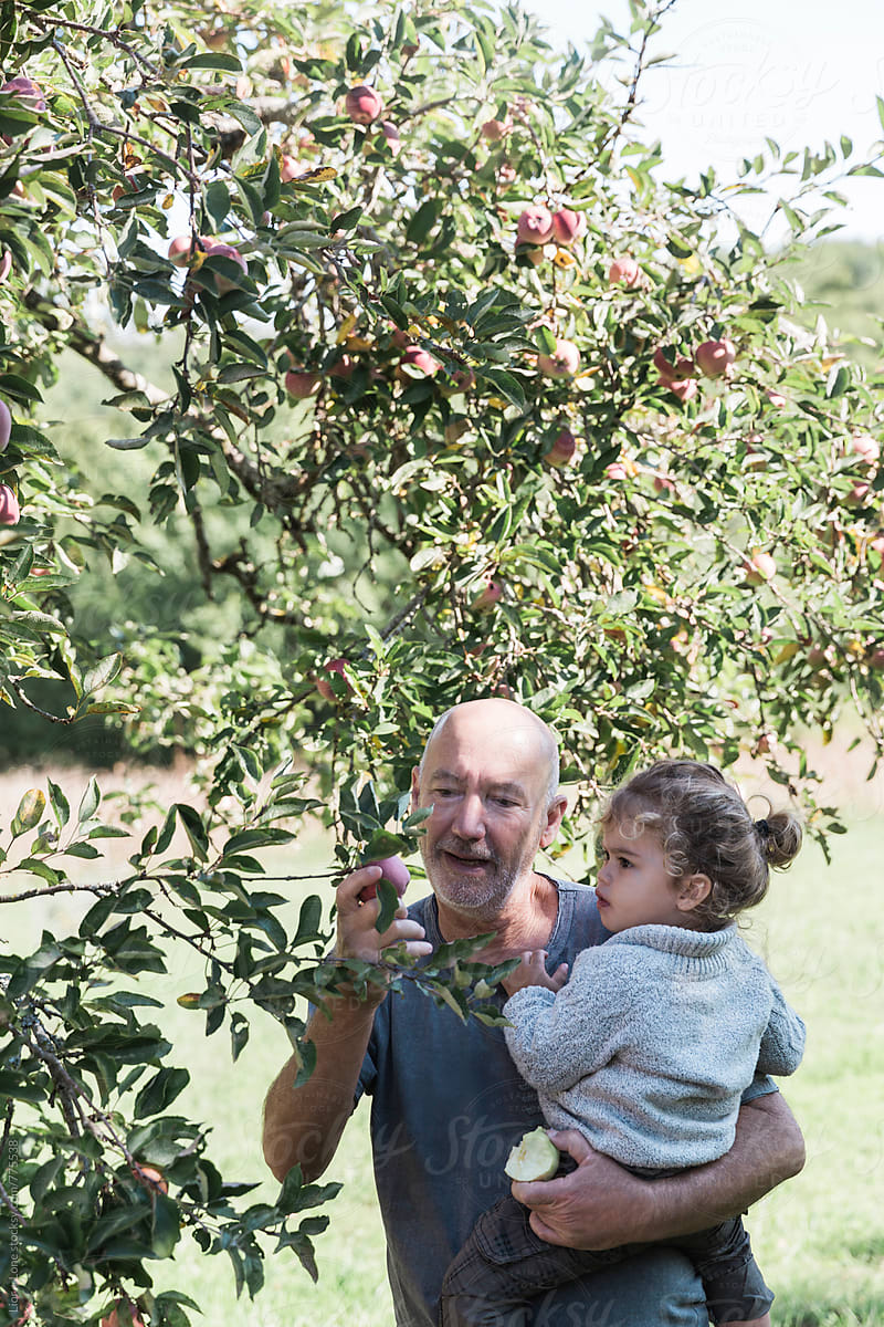 "Happy Grandfather And His Grandkid Picking Apples" by Stocksy ...