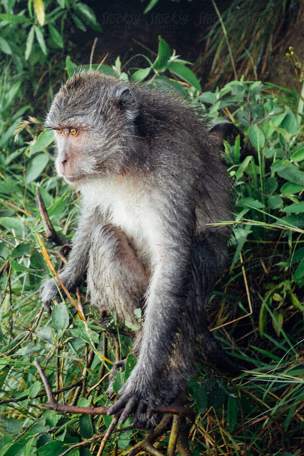 "Wild Monkey" by Stocksy Contributor "Jesse Weinberg" - Stocksy