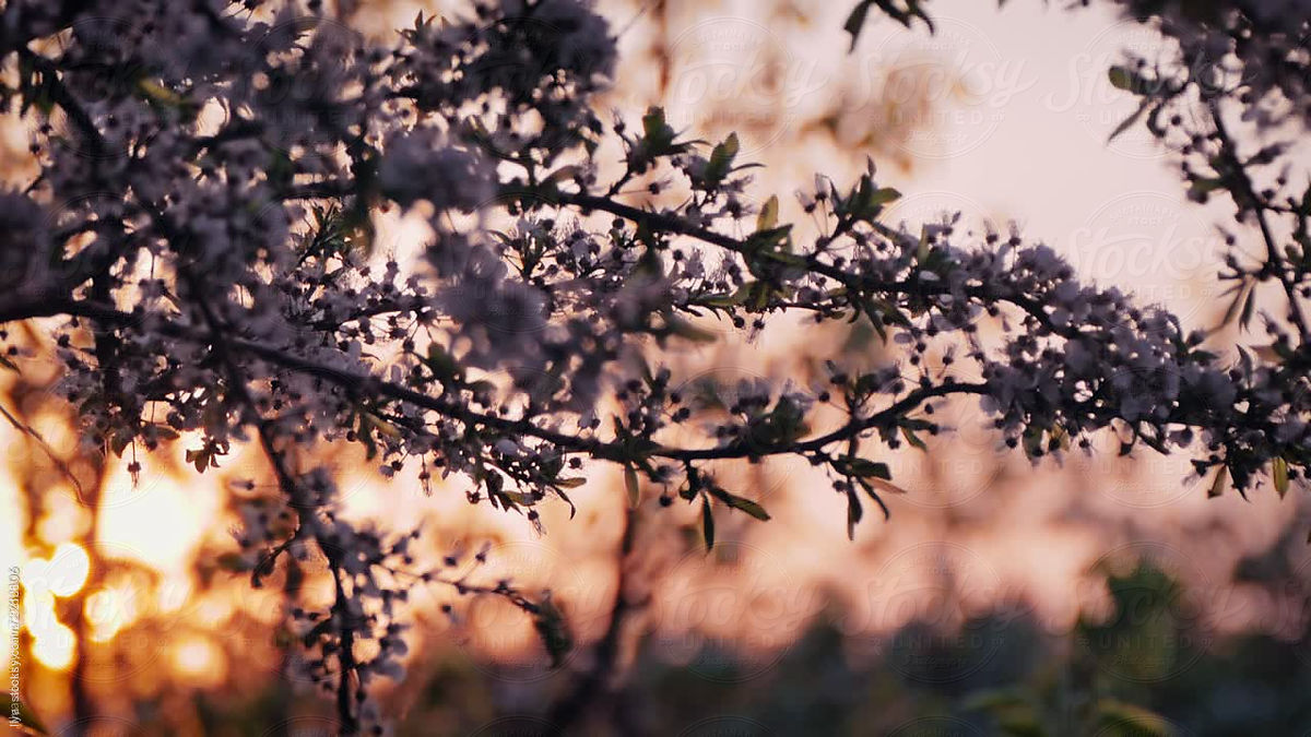 "Cherry Flower Tree And Sun On Spring Nature On Sunset" by Stocksy ...