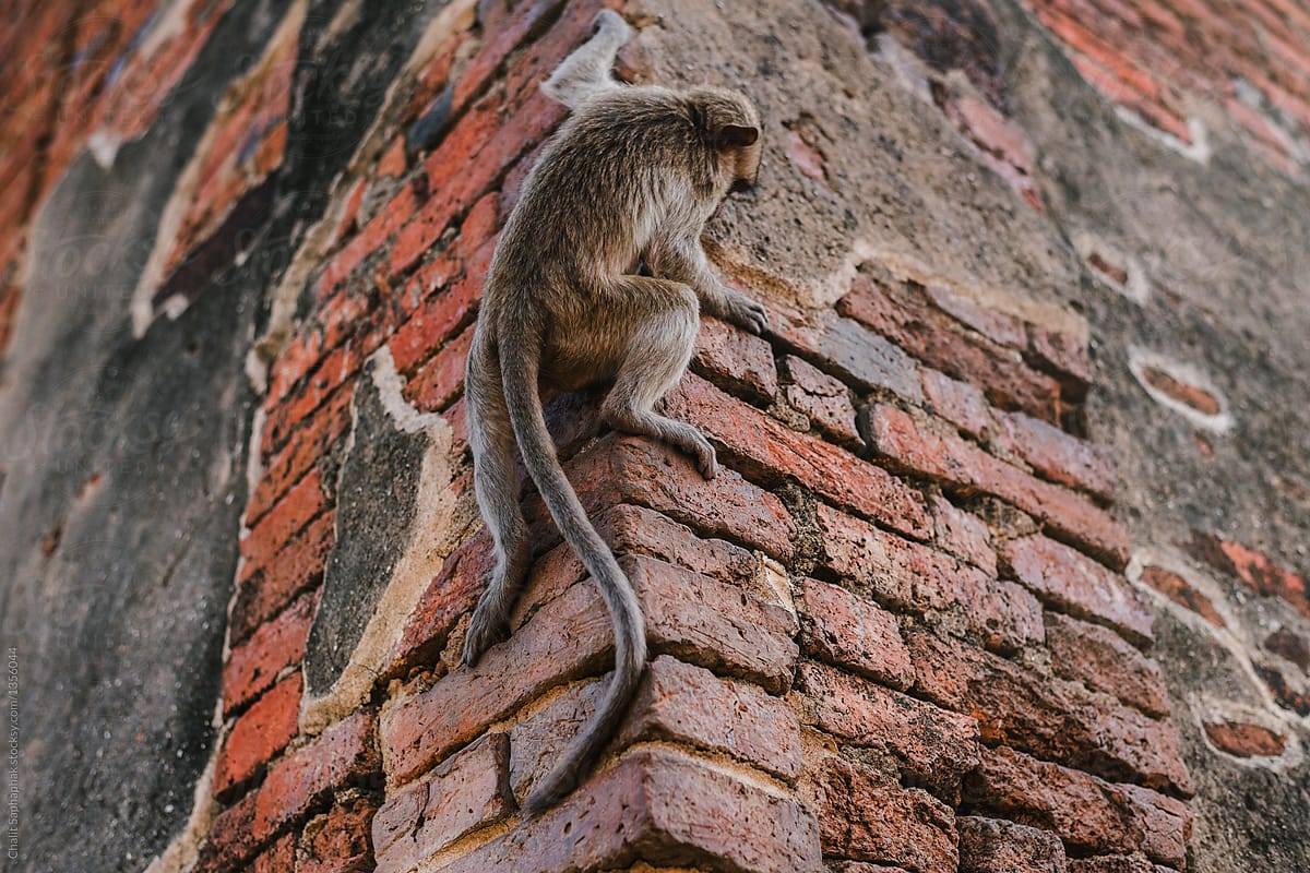 "Monkey In The Old Temple" by Stocksy Contributor "Chalit Saphaphak ...