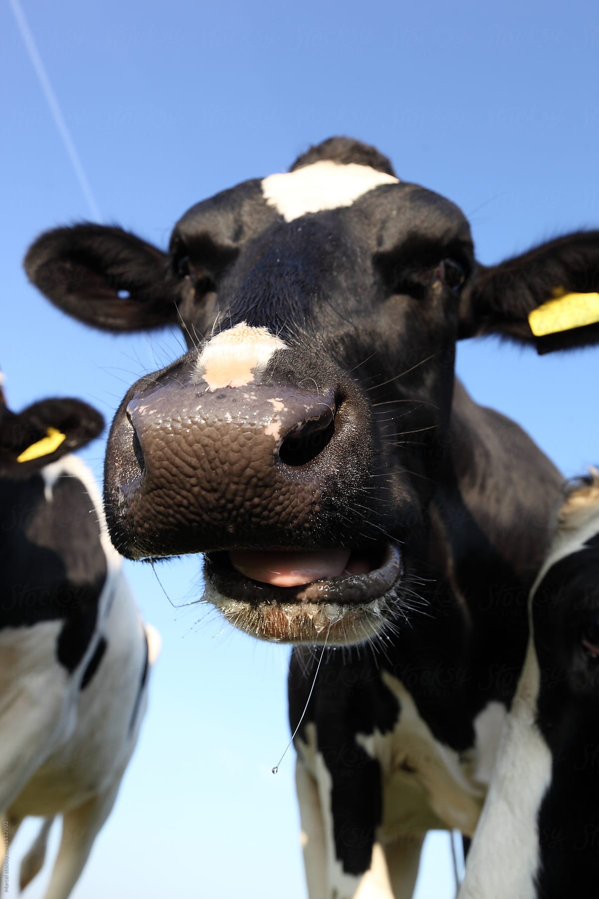 "Funny Holstein Cow" by Stocksy Contributor "Marcel" - Stocksy