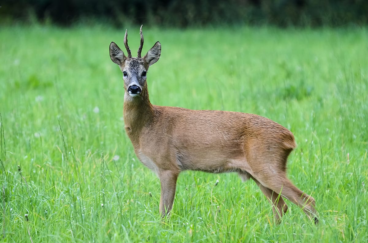 "Roebuck" by Stocksy Contributor "Gabriel Ozon" - Stocksy