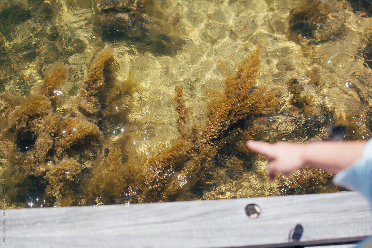 "Child Pointing To Seaweed" by Stocksy Contributor "Dominique Felicity ...