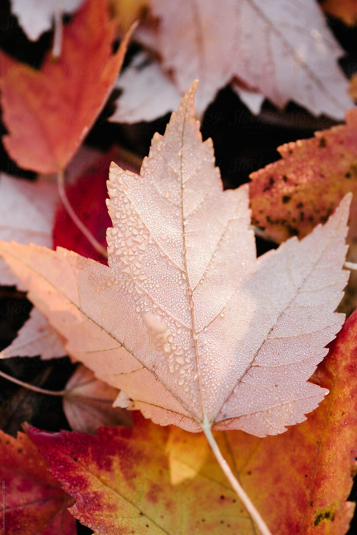 "Colorful Fall Leaves" by Stocksy Contributor "Lina Kiznyte" - Stocksy