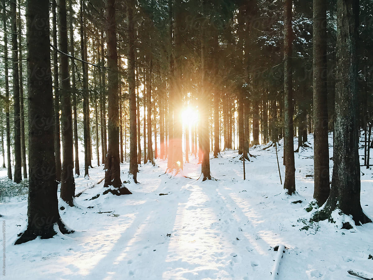 "Rising Sun Trough Trees In A Forest During Winter" by Stocksy ...