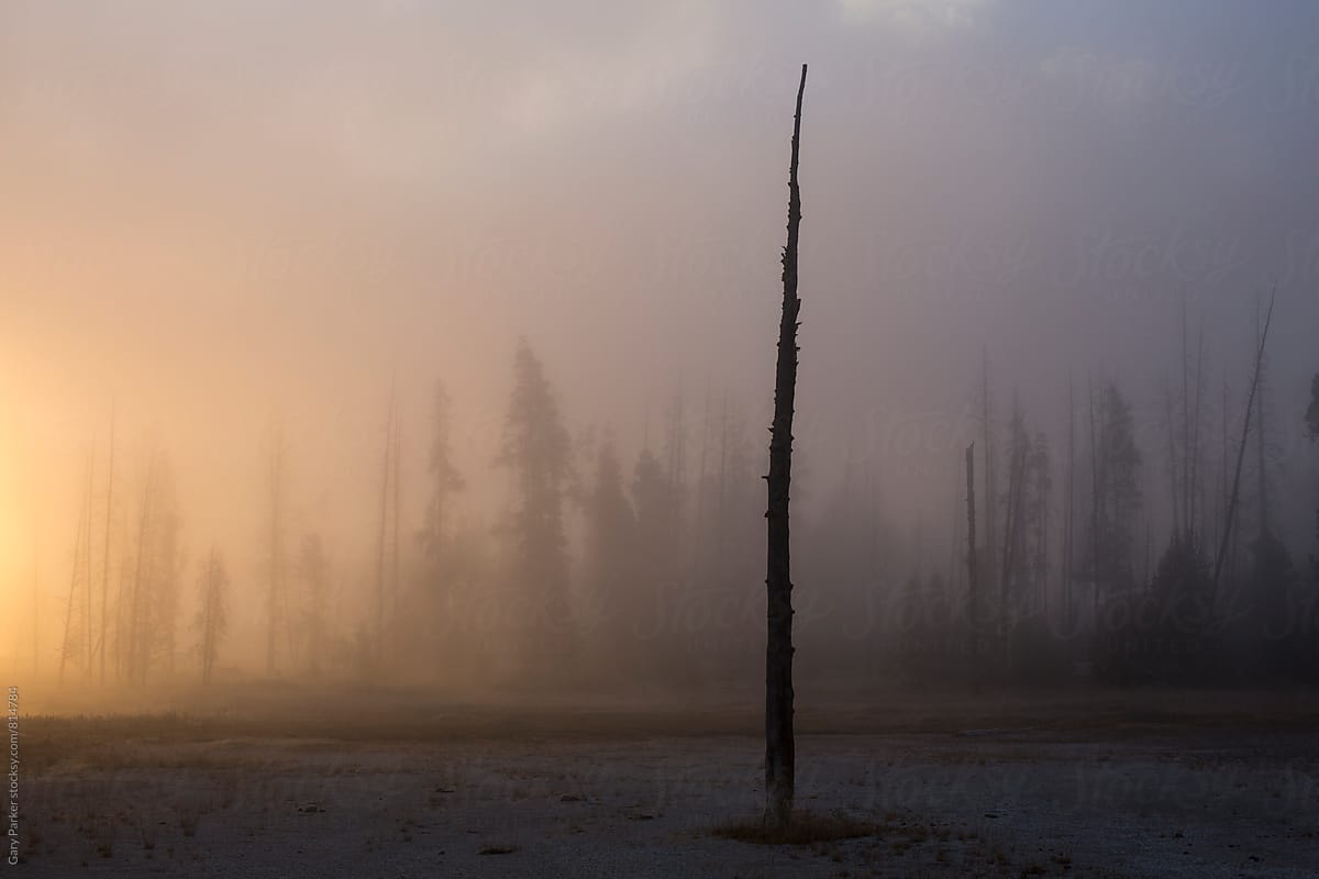 Lone spooky tree on a foggy morning - Stock Image - Everypixel
