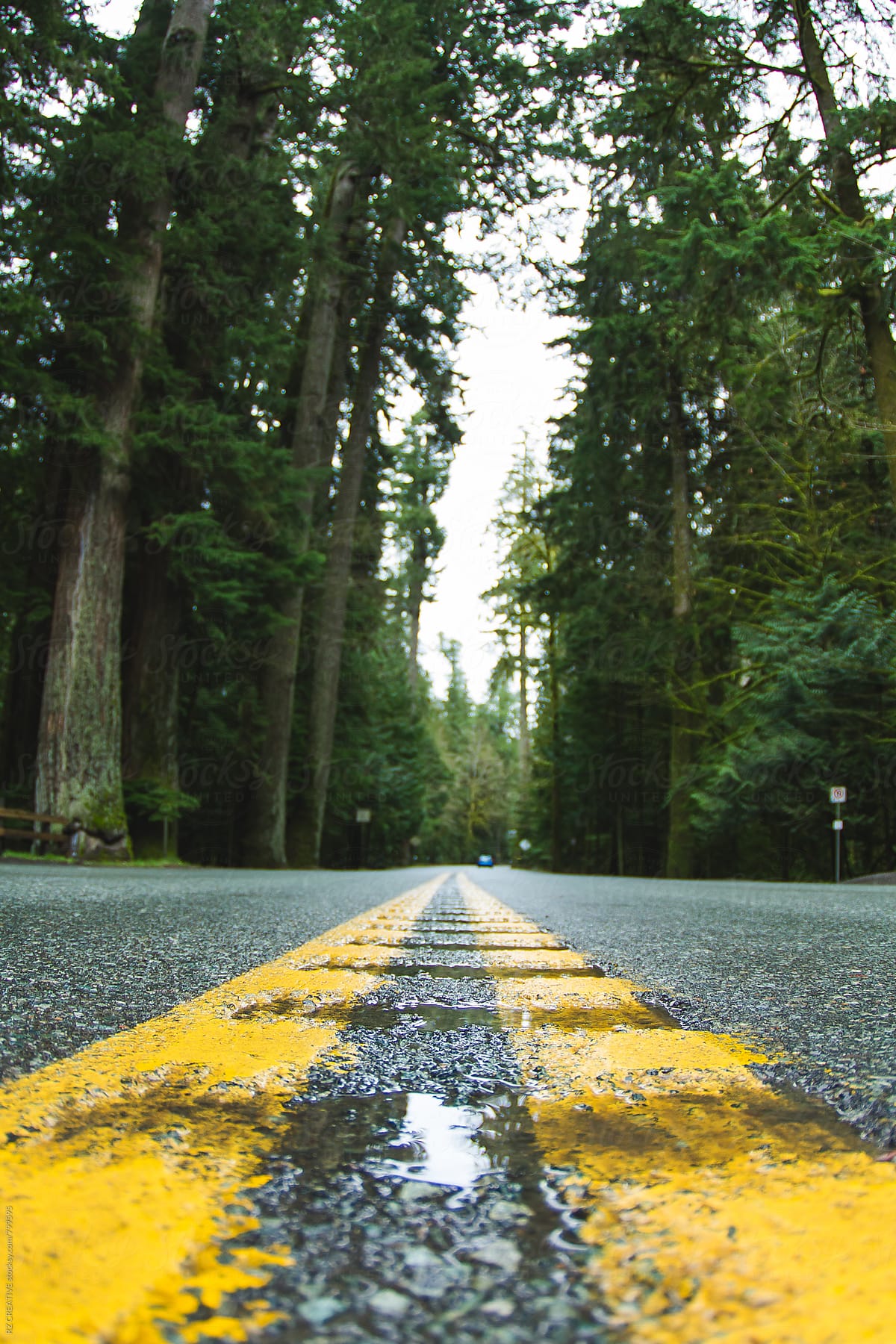 "Low Angle Picture Of A Road In A Forest." by Stocksy Contributor ...