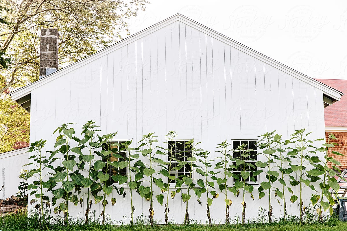 "Background Sunflowers Growing Next To Barn At Farm" by Stocksy ...