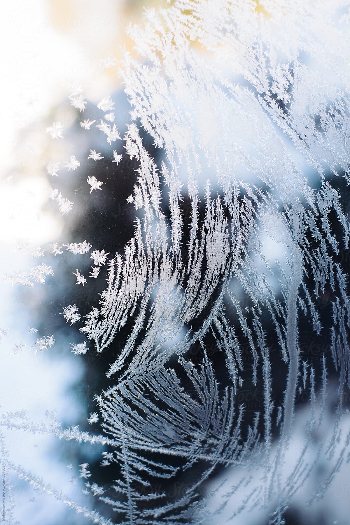 "Beautiful Frost Macro" by Stocksy Contributor "Kathryn Swayze" - Stocksy
