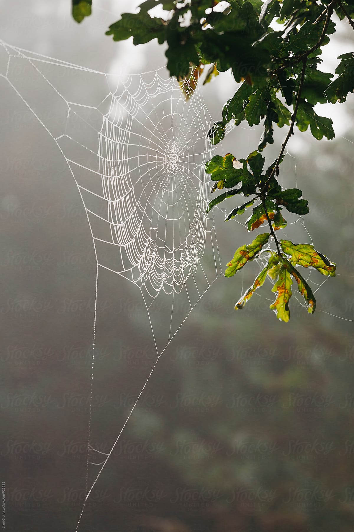"Dew Covered Cobweb On An Oak Tree In Fog. Norfolk, UK." by Stocksy ...
