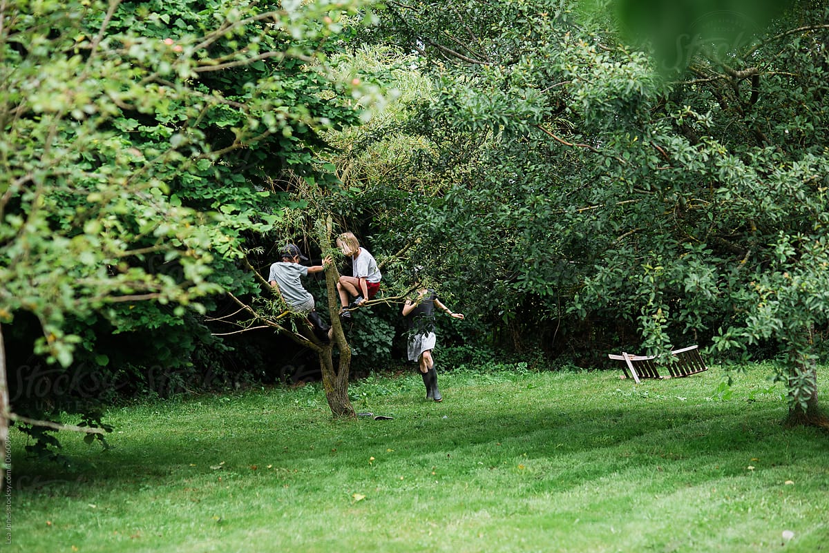 "Kids Climbing A Tree" by Stocksy Contributor "Lea Jones" - Stocksy