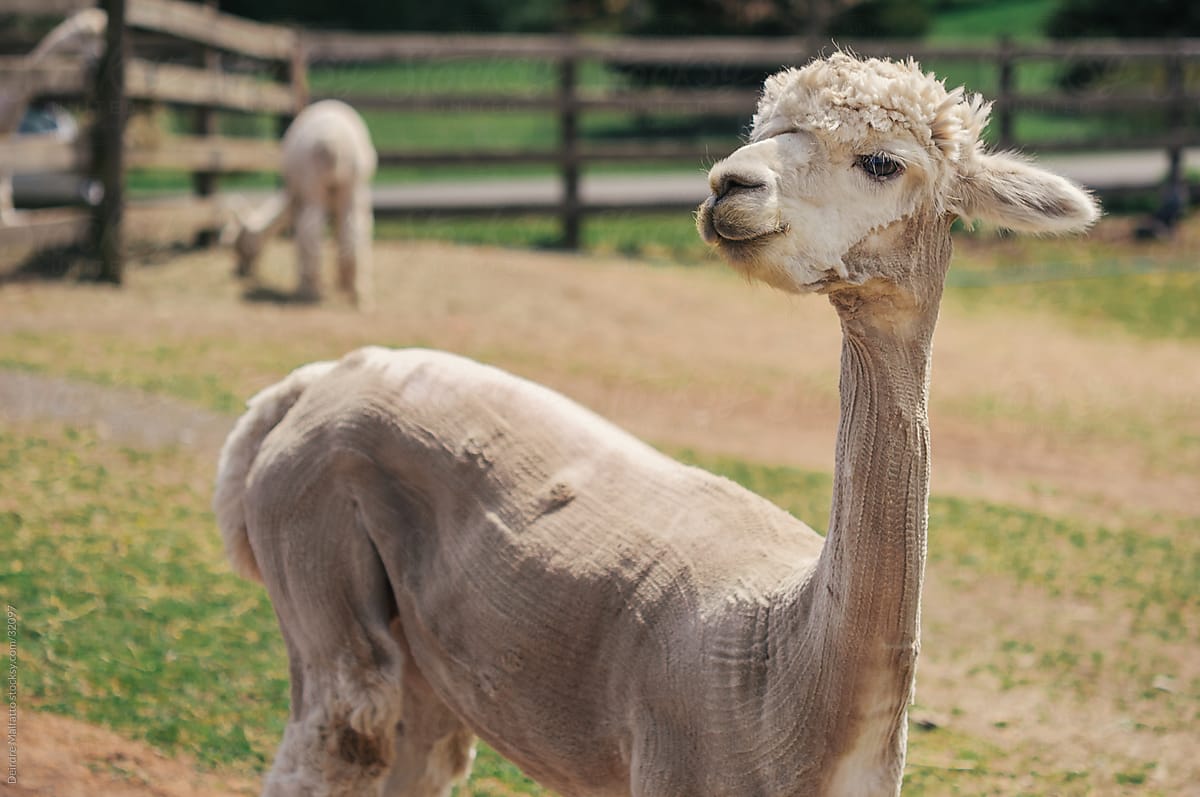 "Sheared Alpaca With Long Neck" by Stocksy Contributor "Deirdre ...