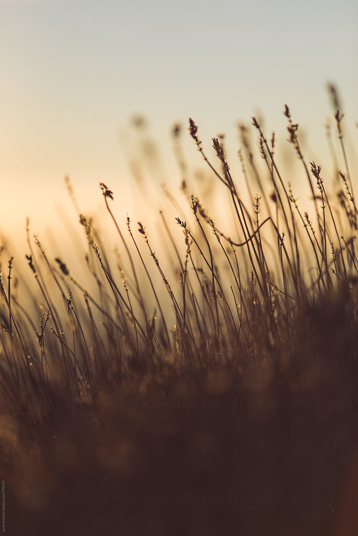 "Plants At Sunset" by Stocksy Contributor "Pardina Studio x Katya D ...