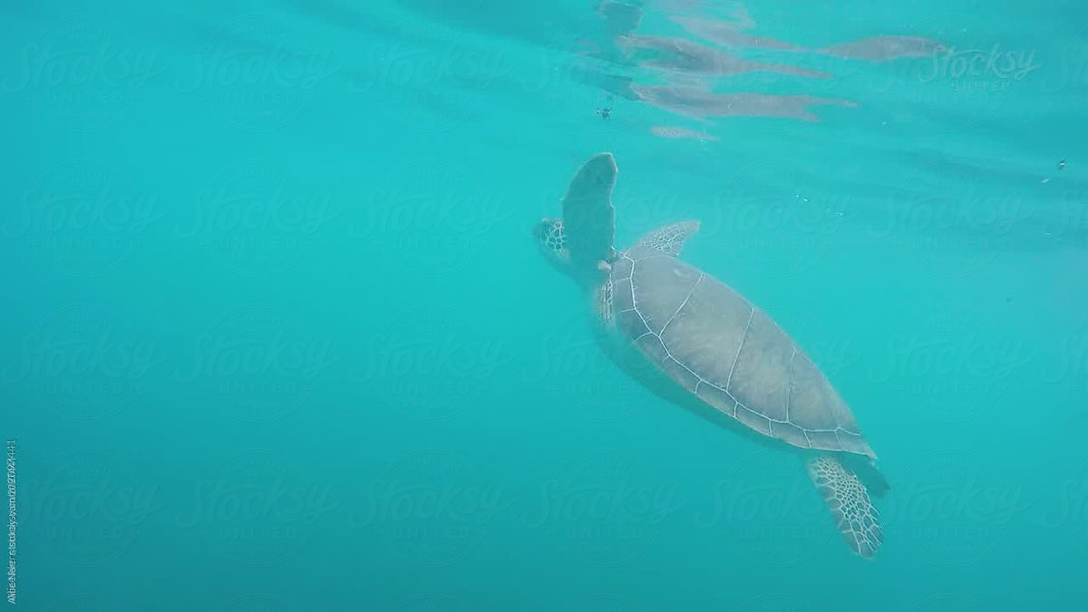 "Turtles Swimming Underwater In Wilderness" by Stocksy Contributor ...