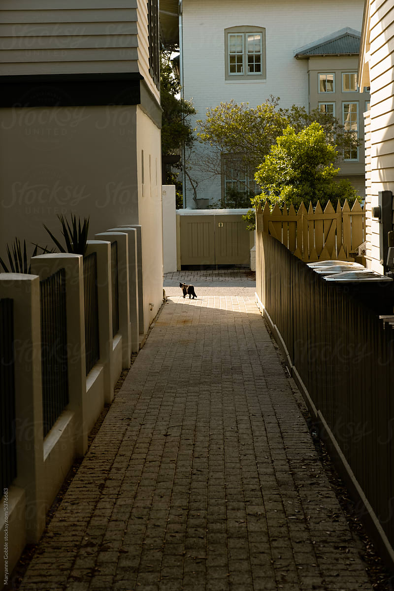 "Alley Cat In Rosemary Beach, Florida" by Stocksy Contributor "Maryanne ...