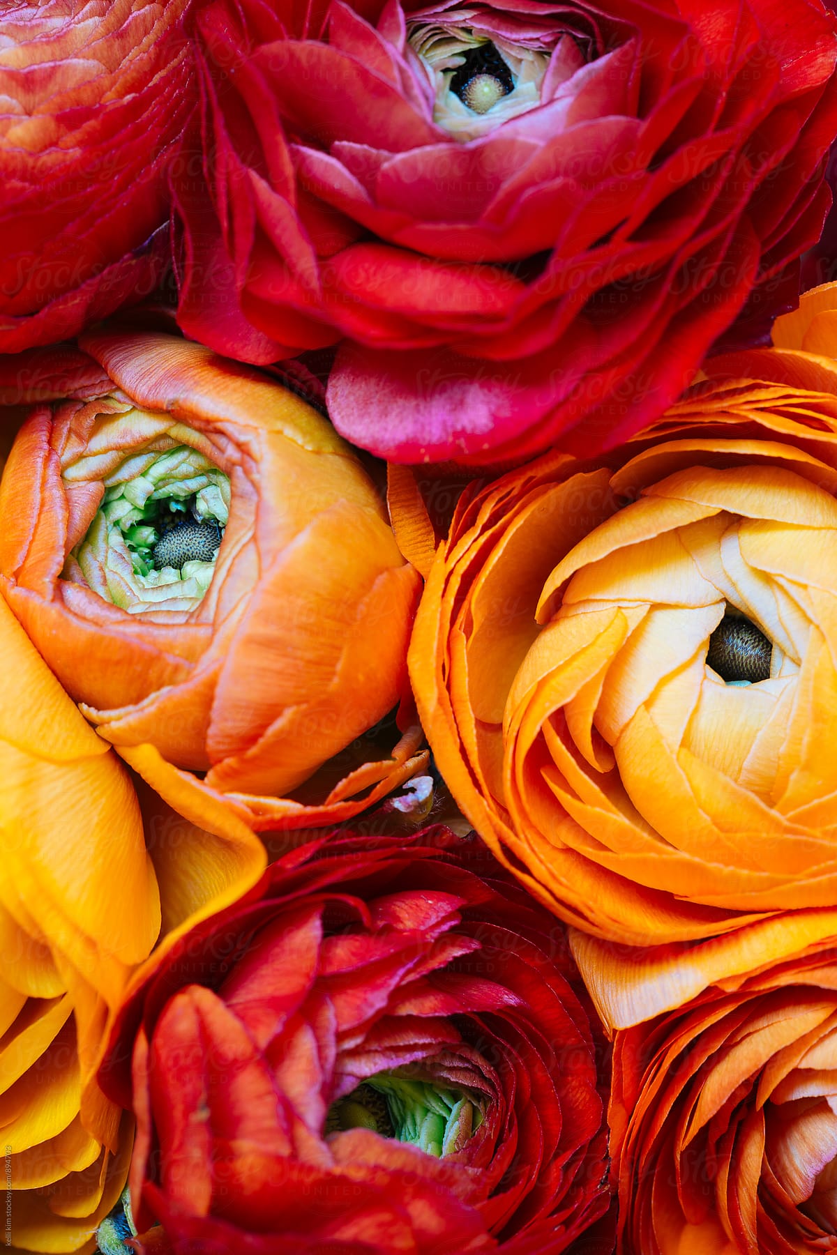 "Red And Orange Ranunculus" by Stocksy Contributor "Kelli Seeger Kim ...