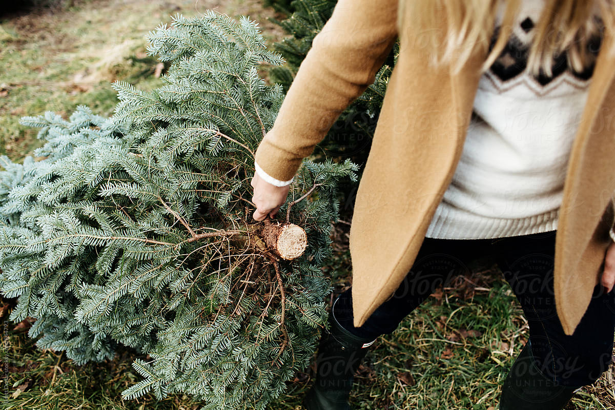 "Christmas Tree Hunt" by Stocksy Contributor "Brett Donar" - Stocksy