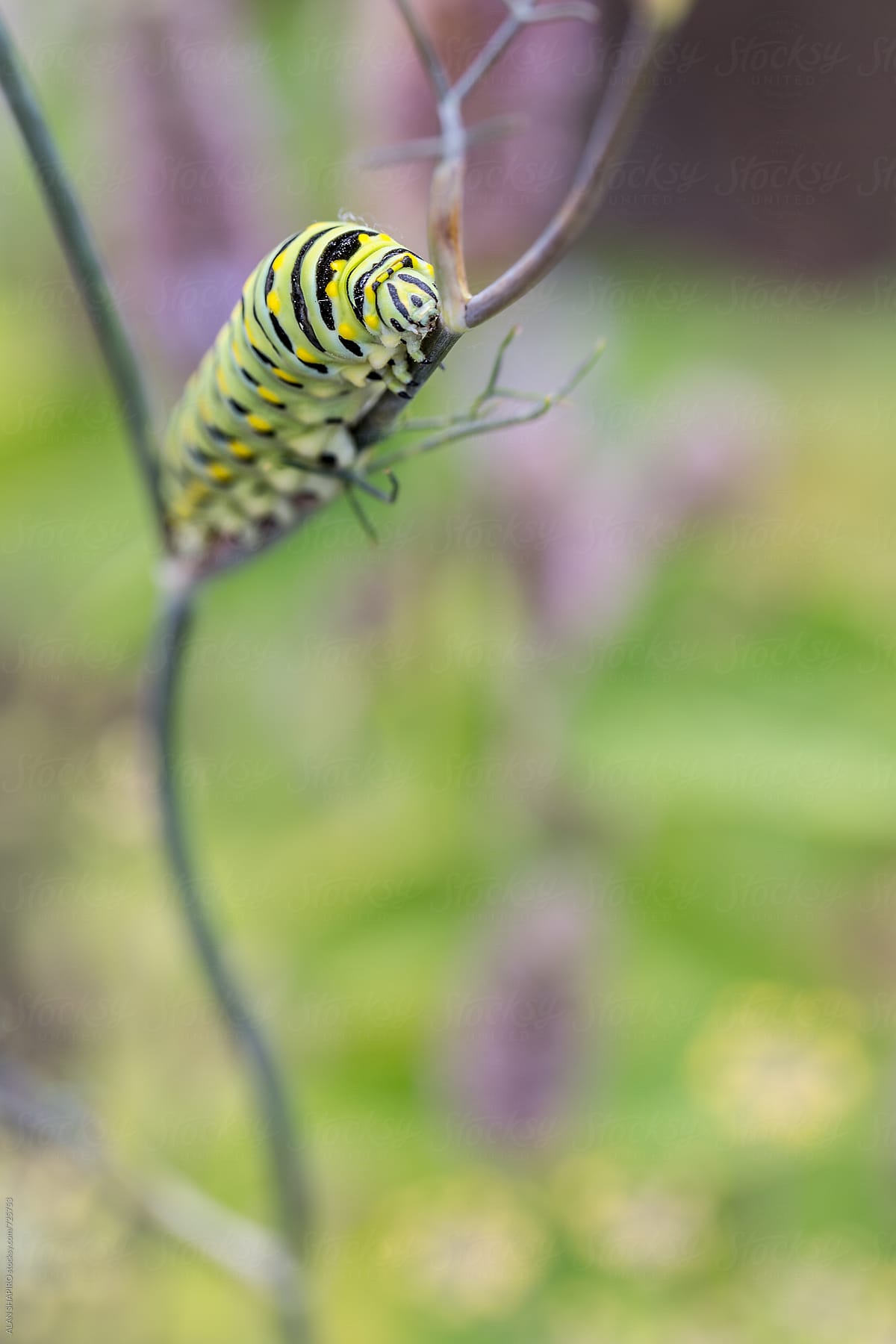 "Monarch Caterpillar" by Stocksy Contributor "ALAN SHAPIRO" - Stocksy