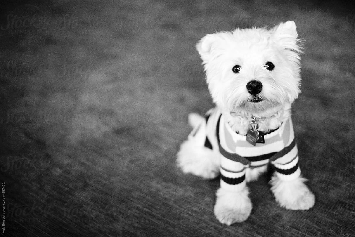 "Adorable Tiny White Dog" by Stocksy Contributor "A Model Photographer ...