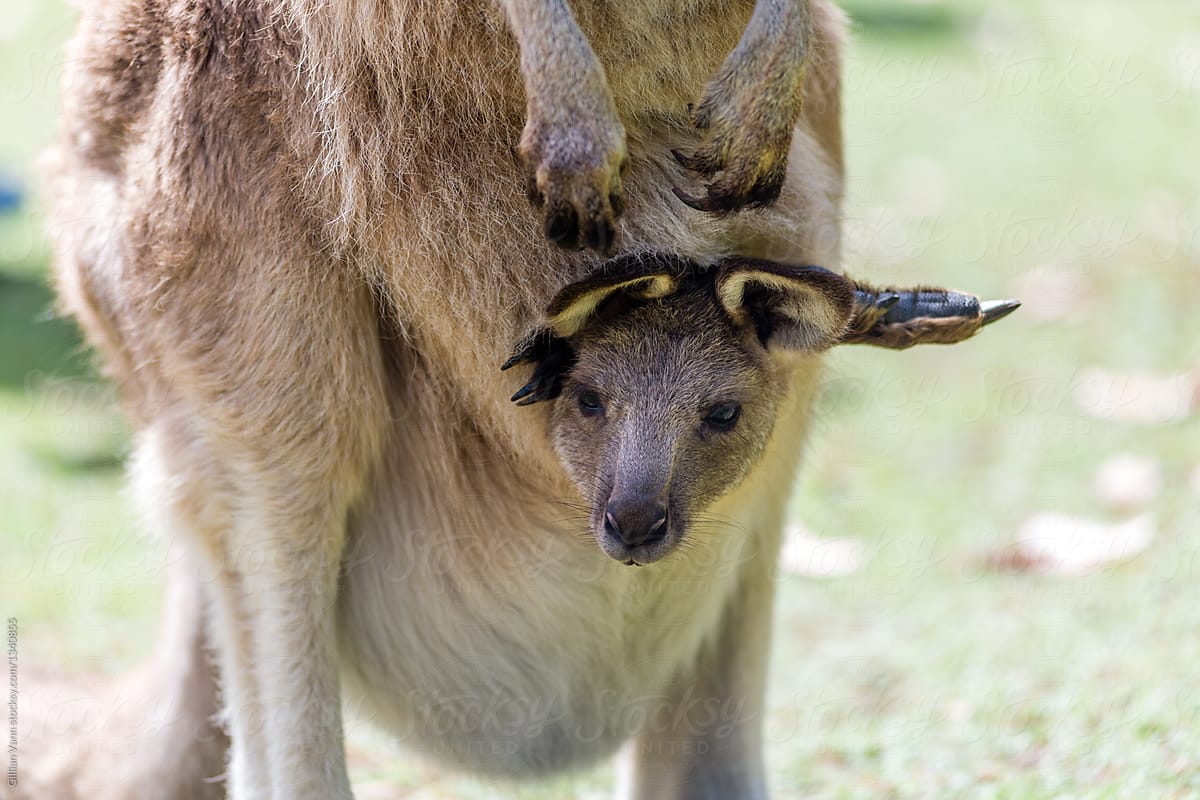 Baby Kangaroo In Pouch Stocksy United Baby Kangaroo In Pouch Stocksy United
