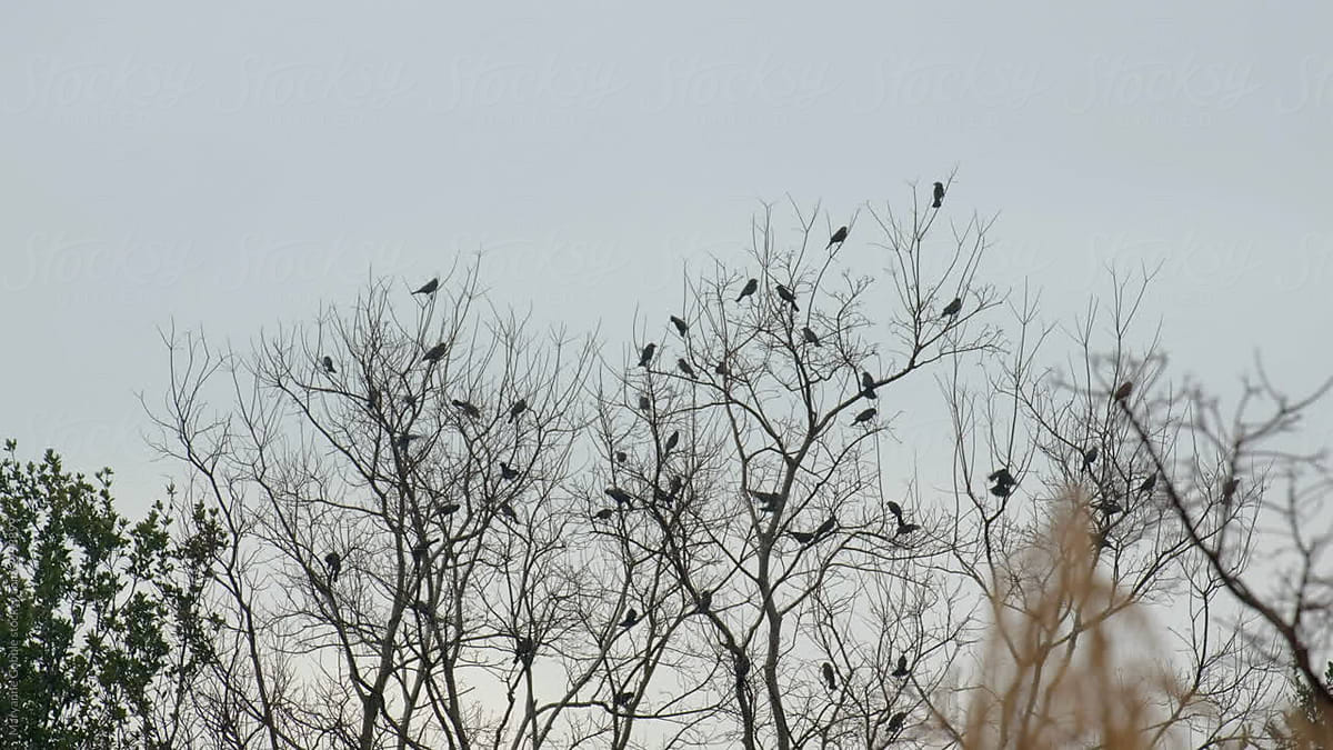 "Flock Of Birds In Tree" by Stocksy Contributor "Maryanne Gobble" - Stocksy