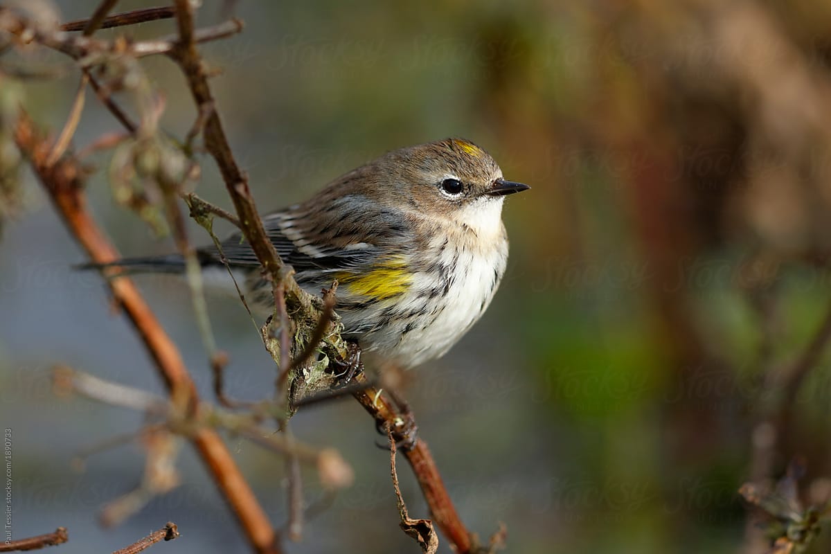 "Yellow-rumped Warbler" by Stocksy Contributor "Paul Tessier" - Stocksy