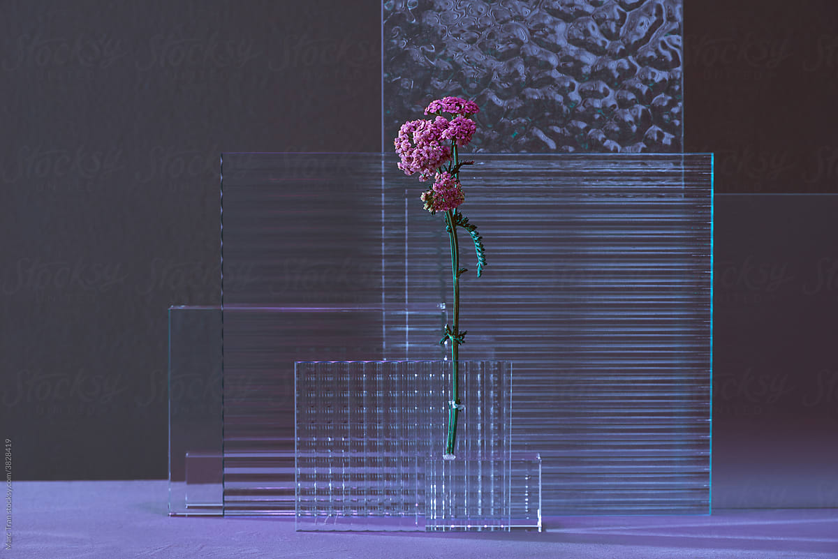 "Beautiful Purple Butterfly Weed In Glass" by Stocksy Contributor "Marc ...
