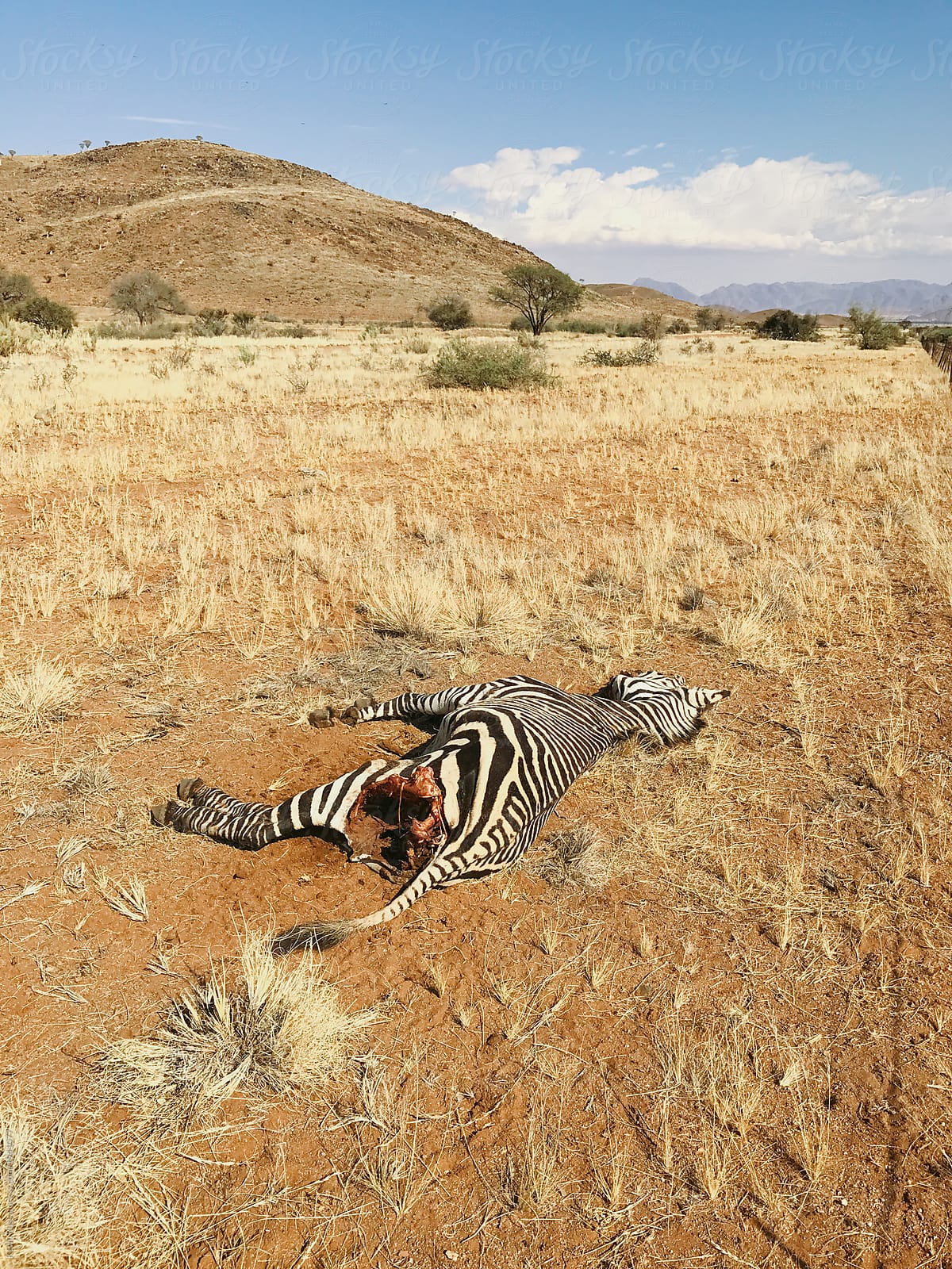 "Zebra On Ground" by Stocksy Contributor "Kevin Russ" - Stocksy