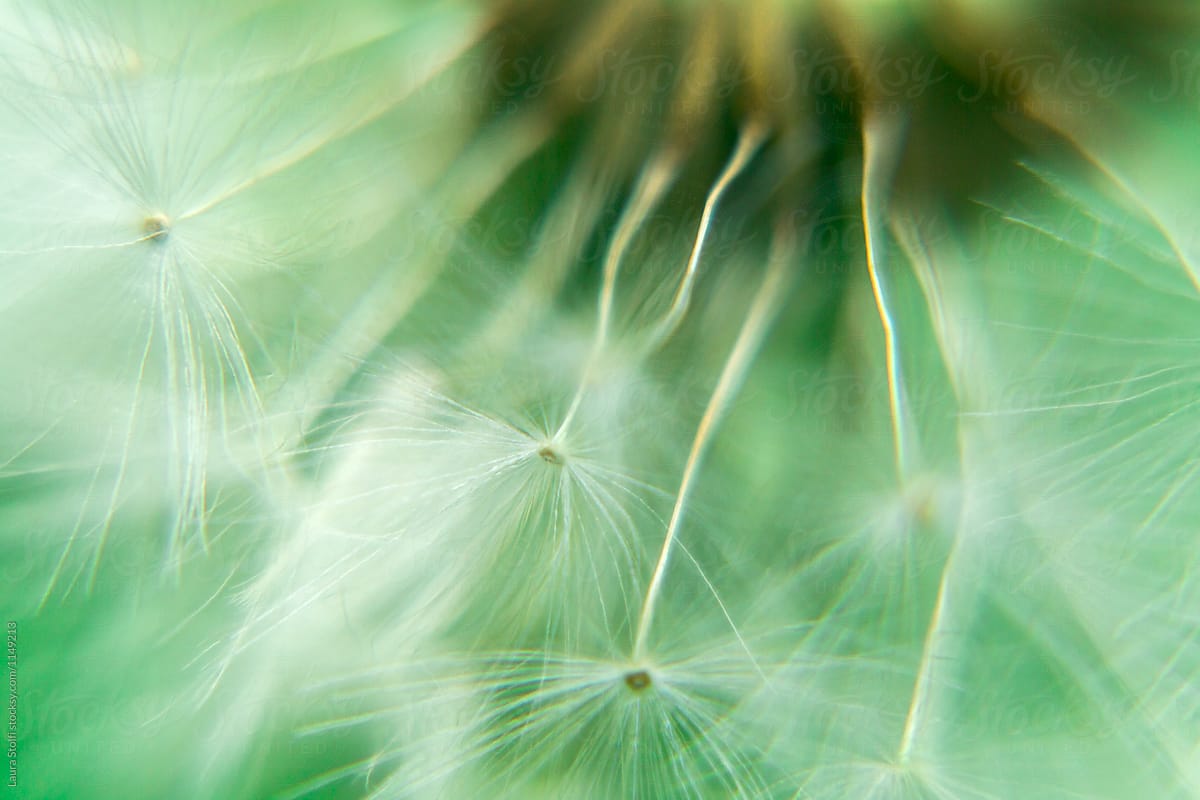 "Seeds Of Taraxacum Flower In Garden, Extreme Close Up" by Stocksy ...