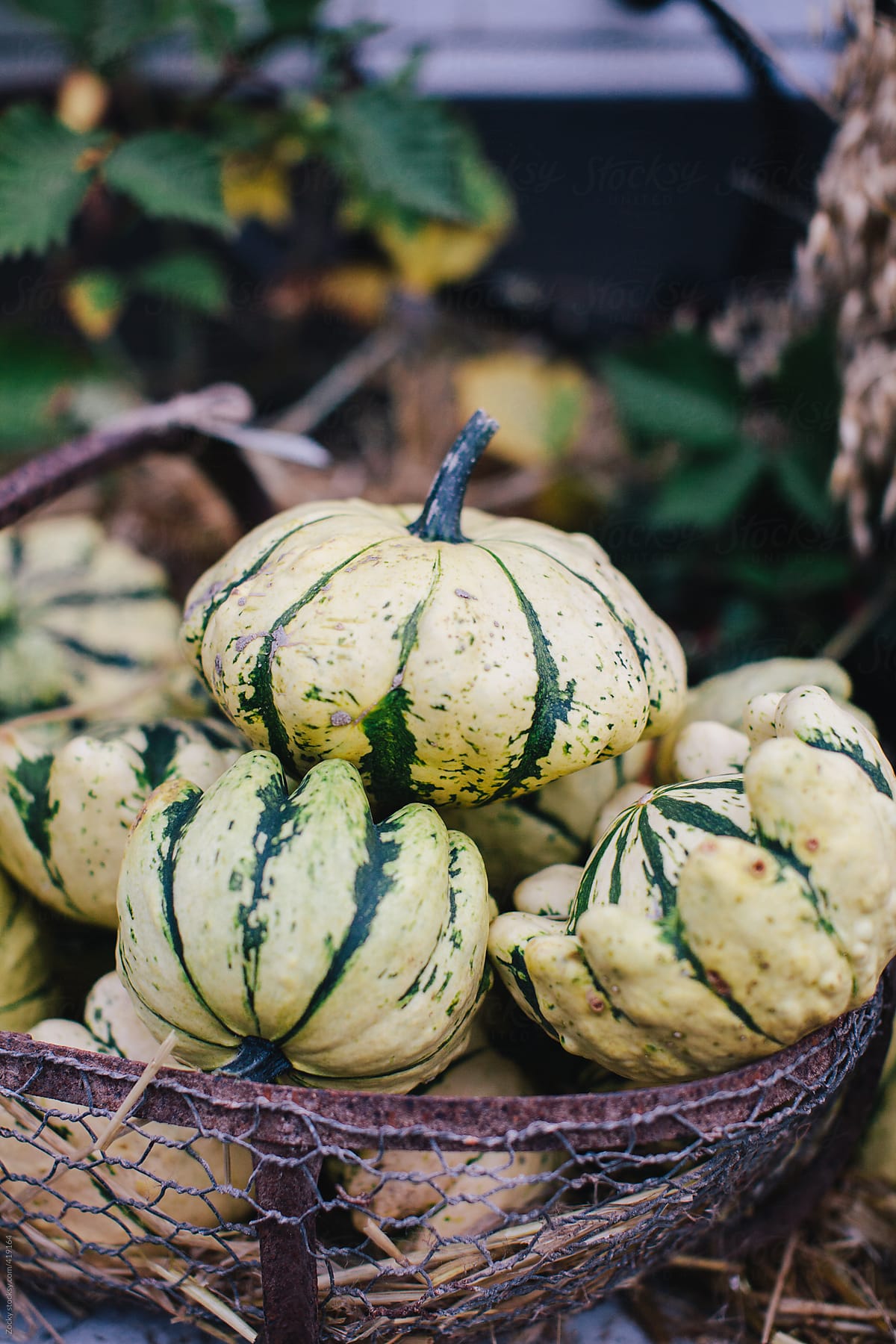 "Striped Autumn Gourds In Rustic Basket" by Stocksy Contributor "Zoran ...