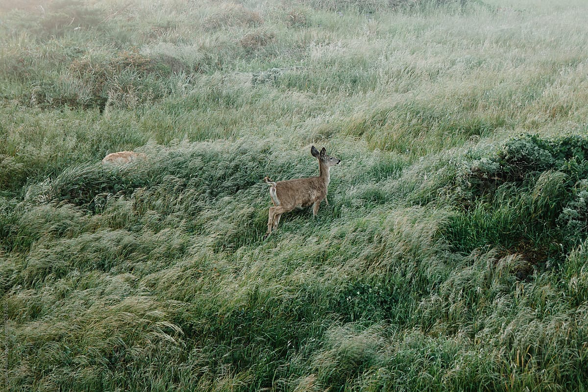 "Deer Walking In Tall Grass." by Stocksy Contributor "Justin Mullet ...